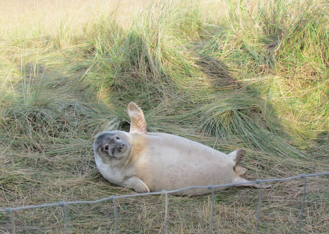 Seal time again! - Mouse & Muse